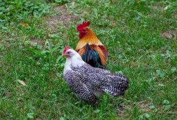 egyptian fayoumi chicks Archives - Backyard Poultry